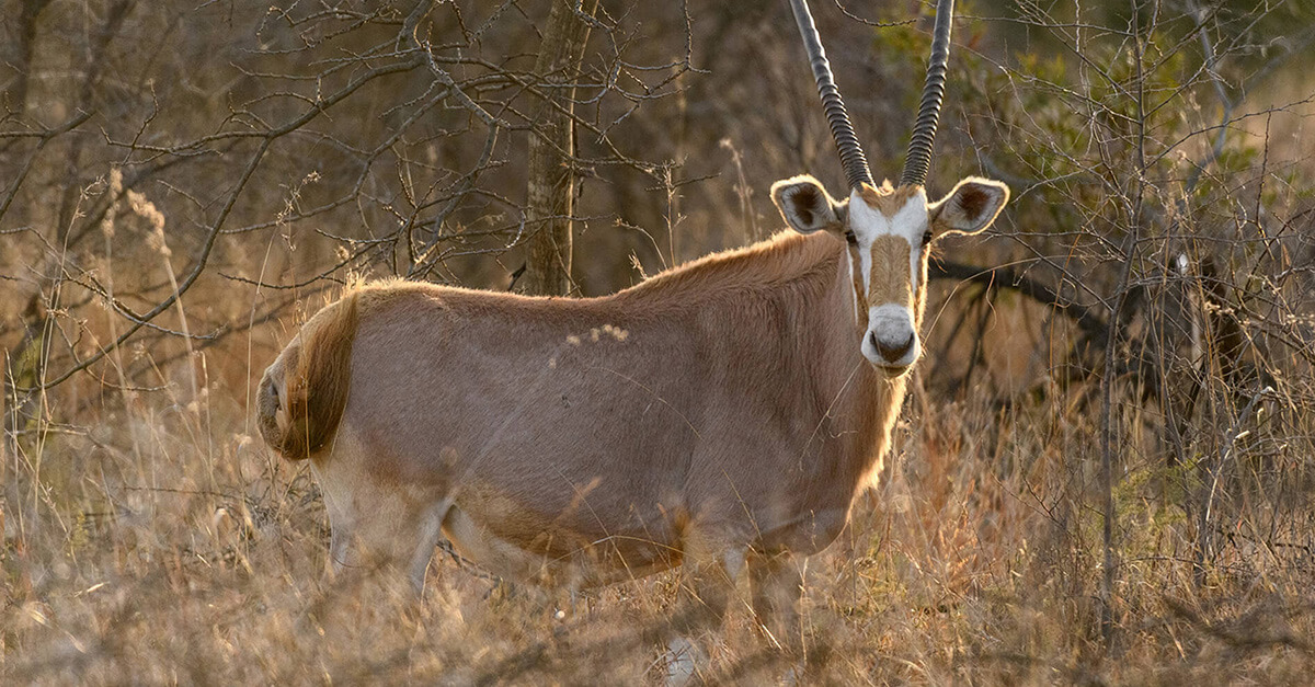 Plan Your Visit | Rare Game Experience