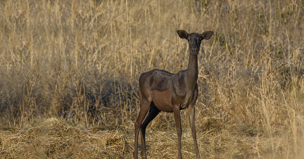 The Experience | Rare Game Experience